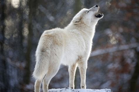 Полярный волк (Canis lupus tundrarum) — подвид волка. Длина без хвоста ...