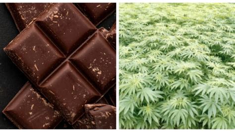 Eating Dark Chocolate Can Produce The Same Good Feelings As Weed