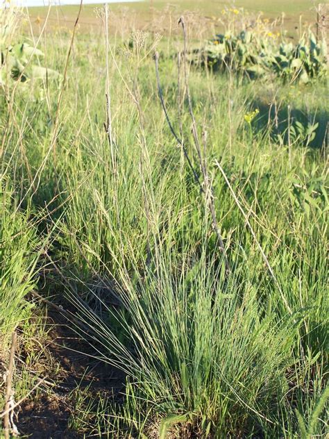 Pseudoroegneria Poaceae Grass Of The Pacific Northwest · Inaturalist