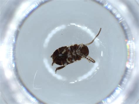 Gharaee BIOSCAN 1M Insect Dataset Datasets At Hugging Face