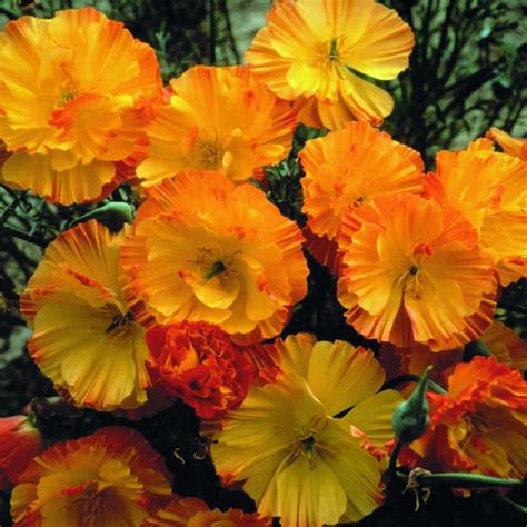 Buy Californian Poppy Eschscholzia Californica Mission Bells £224