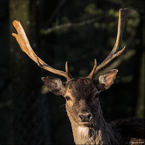 Et Forårsbillede Test Billede Naturfotografer I Danmark