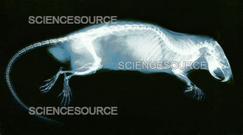 Rat X Ray 1896 Stock Image Science Source Images