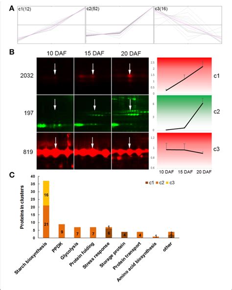 Cluster Analysis Of Differentially Expressed Proteins Only Proteins Download Scientific