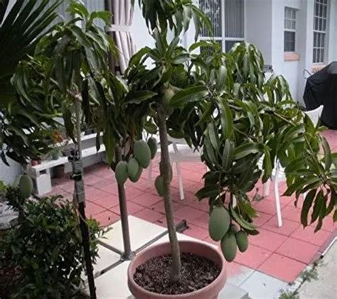 Hybrid Mango Tree Plantation Service At ₹ 80 In Kolkata Id 23072330855