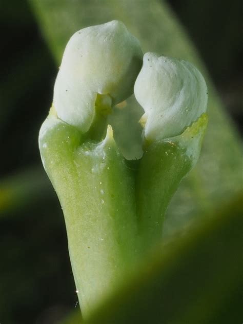 Podocarpus Macrophyllus Var Macrophyllus Plants Of The World Online