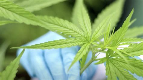 아내를 사형선고 받게 하려고 마리화나를 이용한 남편 싱가포르 Bbc 최보식의언론