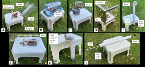 Novel Objects Administered To Foxes Yellow Dashed Arrows Indicate The