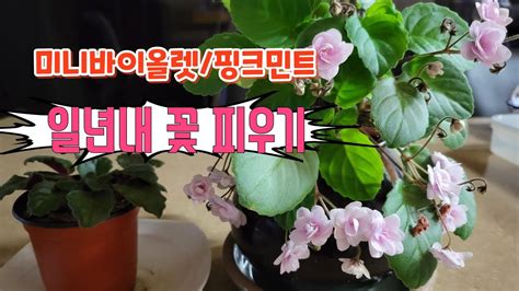 미니 바이올렛핑크민트일년 열두달 꽃피우기~~ Youtube