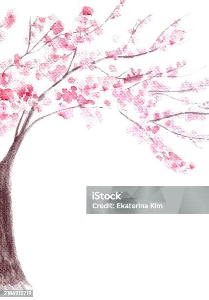 분홍색 와 꽃 사쿠라 나무 수직 카드 바탕에 고립 바탕 절연 벽 꽃 꽃 수채화 손으로 그린 봄에 대한 스톡 벡터 아트 및 기타 이미지 Istock