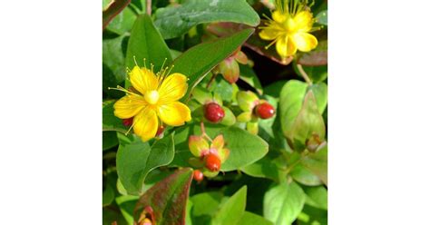 Hypericum X Inodorum Rheingold Bordó Bogyós Orbáncfű