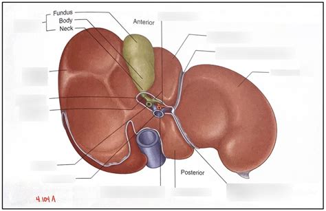 Figure 4104a Liver Visceral Surface Diagram Quizlet