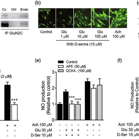 Nmda Receptors Induce Nitric Oxide Production In Brain Endothelial