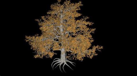 Large Deciduous Tree In Autumn 3d Model Ad Deciduous Large Tree