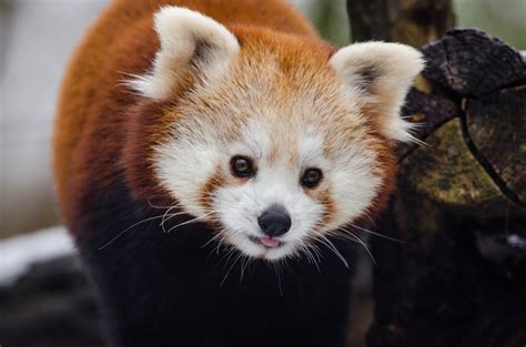 무료 이미지 나무 보케 귀엽다 곰 야생 생물 동물원 빨간 포유 동물 니콘 동물 상 붉은 팬더 구레나룻
