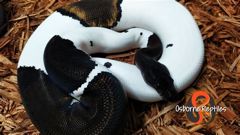Super Cinnamon Pied Ball Python