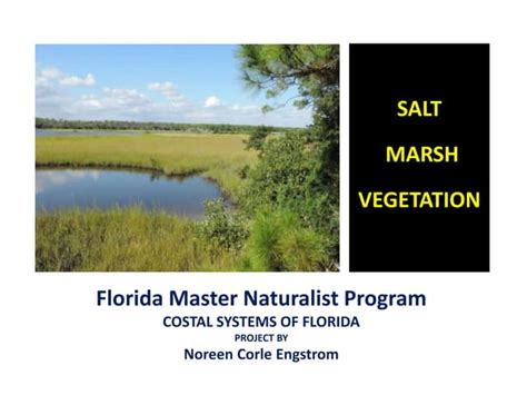 Coastal Systems Salt Marsh Vegetation Ppt