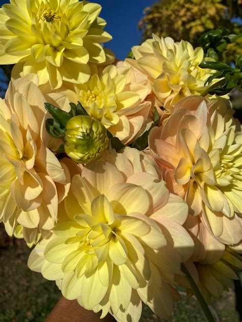 Dahlia Tubers Earth Angel Flower
