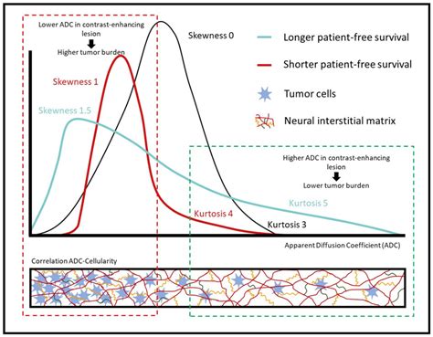 Hypothetical Biological Explanation For The ADC Texture Analysis Of Download Scientific Diagram