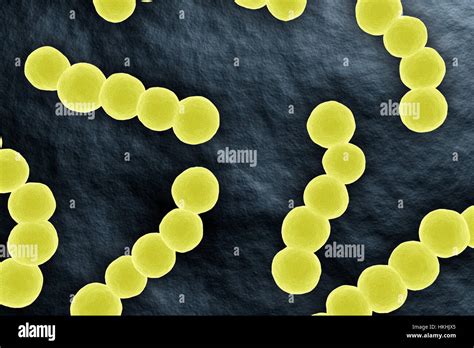 Strep Bacteria Under A Microscope
