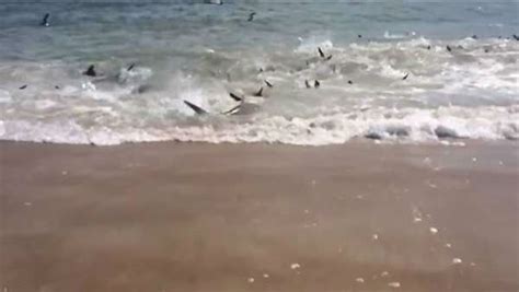 Video More Than 100 Sharks Captured In Ferocious Feeding Frenzy