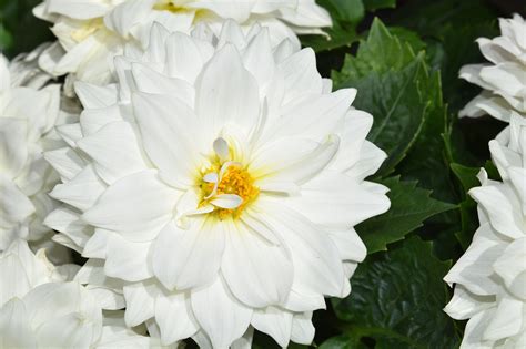 꽃 흰 달리아 하얀 Pixabay의 무료 사진 Pixabay