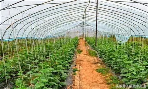 秋冬溫室黃瓜種植需要把握以下幾個栽培要點才能提高黃瓜產量 每日頭條