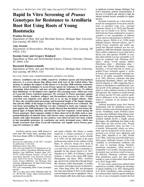 Pdf Rapid In Vitro Screening Of Prunus Genotypes For Resistance To Armillaria Root Rot Using