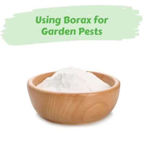 What Is Borax Know Its Amazing Benefits To Use Around Your Houses