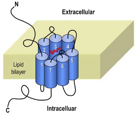 Schematic Drawing Of A Gpcr It Consists Of Seven Transmembrane Alpha Download Scientific