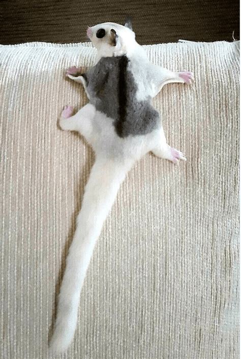 Sugar Glider Colors 17 Different Color Of Sugar Glider With Pictures