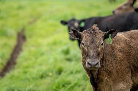 Premium Photo Stud Angus Wagyu Murray Grey Dairy And Beef Cows And