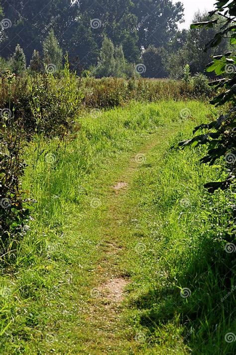 Right Curved Path In The Background Are Trees Stock Image Image Of Path Grass 283351717