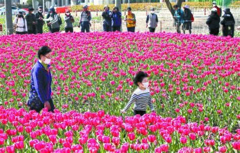 사진 활짝 핀 튤립 네이트 뉴스