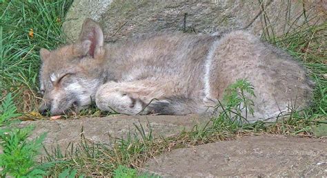 Young Wolf Cub Sleeping Photograph By Ian Macdonald Fine Art America