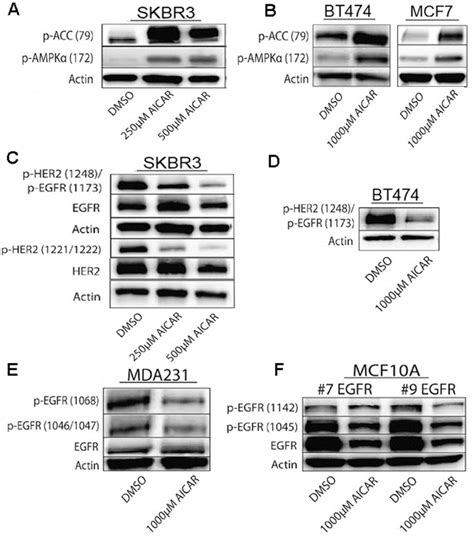 Aicar Treatment Activates Ampk In Breast Cancer Cell Lines A B