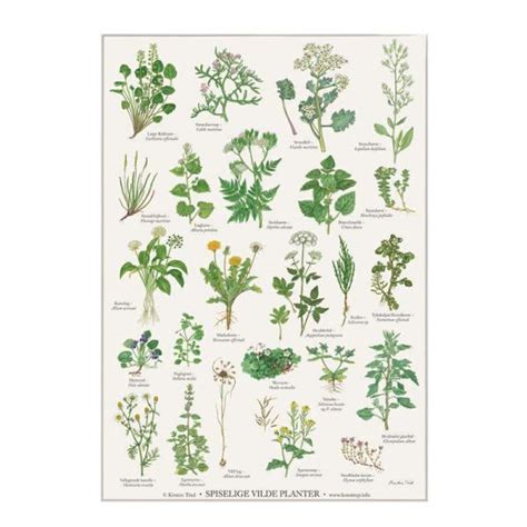 Plakat med spiselig vilde planter i A2 til 89 95 købes her Olisan dk