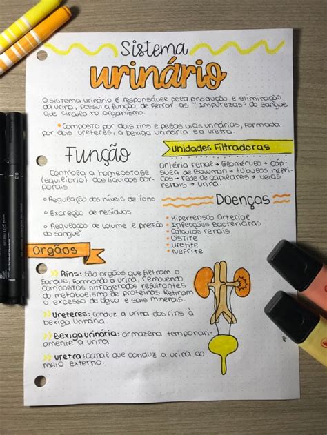 Sistema Urinário Cursos Tecnicos Curso Tecnico De Enfermagem