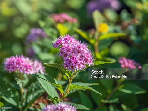 Spiraea Japonica 더블 플레이 핑크 일본 초원달콤한 일본 스피레아 또는 한국 스피레아의 꽃 그것은 Rosaceae