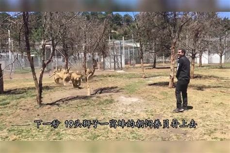 笼子一开19头狮子一同冲向饲养员场面壮观 狮子 笼子 场面