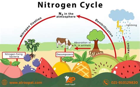 استفاده از گاز نیتروژن در بسته بندی مواد غذایی آتروپات