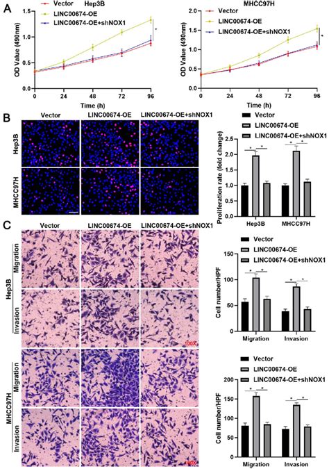 NOX1 Mediates The Tumor Promoting Role Of LINC00674 In HCC Cells A