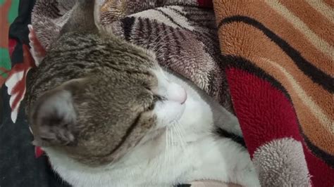 Cute Cat Youtube