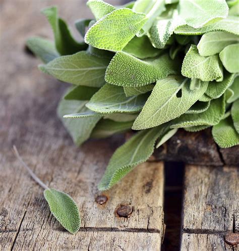 Sage