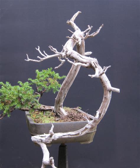 Styling A Common Juniper Bonsai