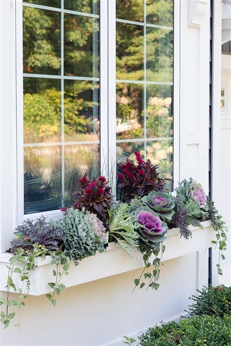 Purple And Burgundy Fall Window Boxes The Lilypad Cottage