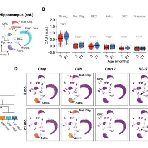 Aging In Glia And Endothelial Cells Is The Major Contributor To Cas Download Scientific Diagram
