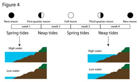 Graphing Spring Tides Neap Tides Moon Phases Artofit