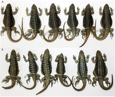 Dorsal And Ventral Color Variation In The Type Series Of Phymaturus