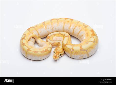 Königspython Spider CG oder Royal Python Python Regius Männlich Stockfotografie Alamy